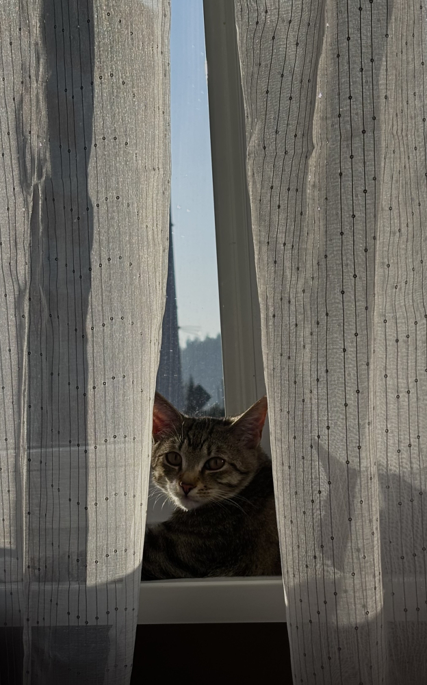 Purina One